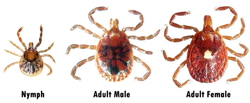 Ticks in PA | Protect Yourself – Learn More Today — PA Lyme Resource ...