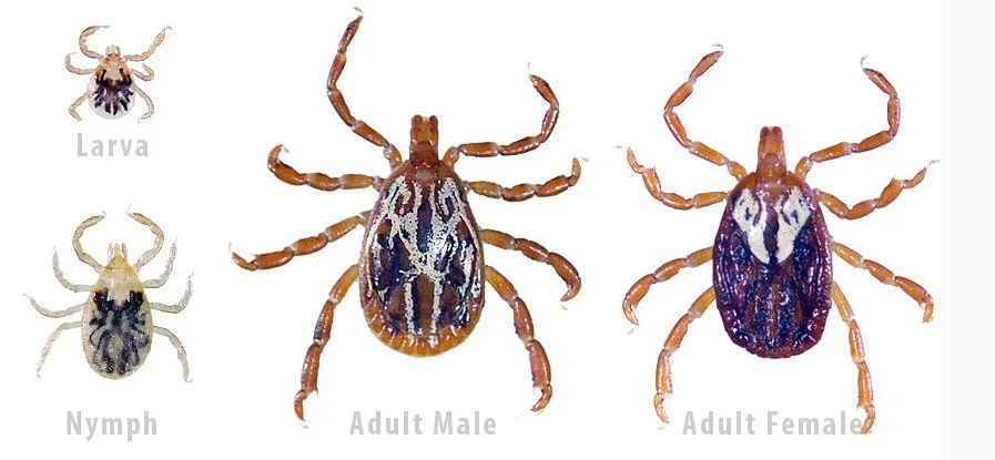 Ticks in PA | Protect Yourself – Learn More Today — PA Lyme Resource ...