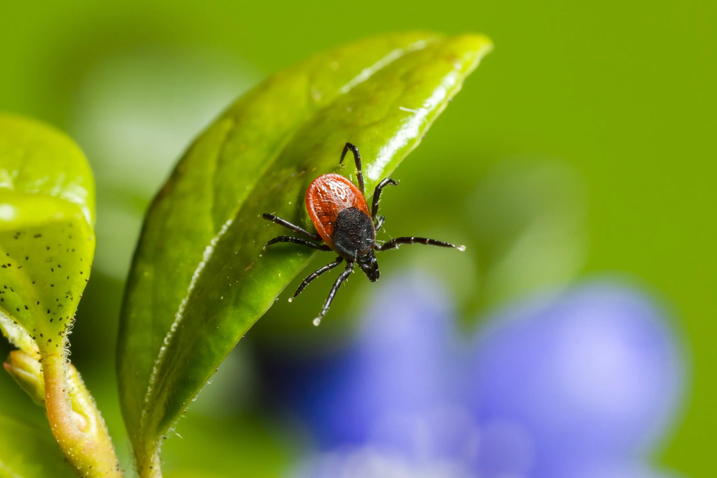 Ticks in PA | Protect Yourself – Learn More Today — PA Lyme Resource ...