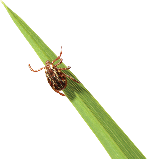 Ticks in PA | Protect Yourself – Learn More Today — PA Lyme Resource ...