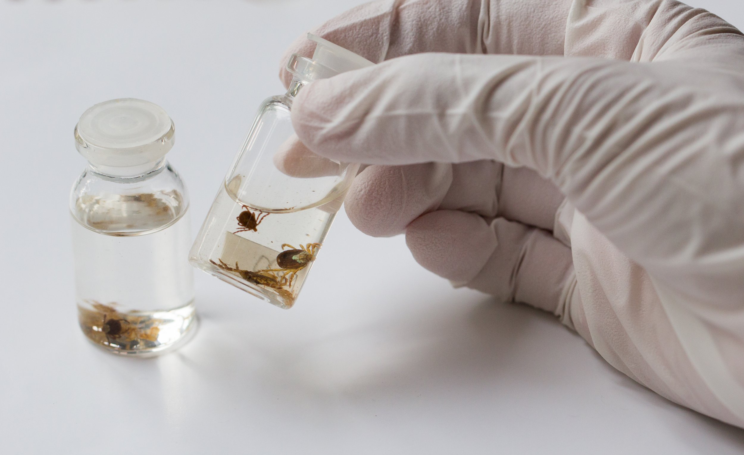 Tick Testing | Get Tested Today — Stay Protected — PA Lyme Resource Network