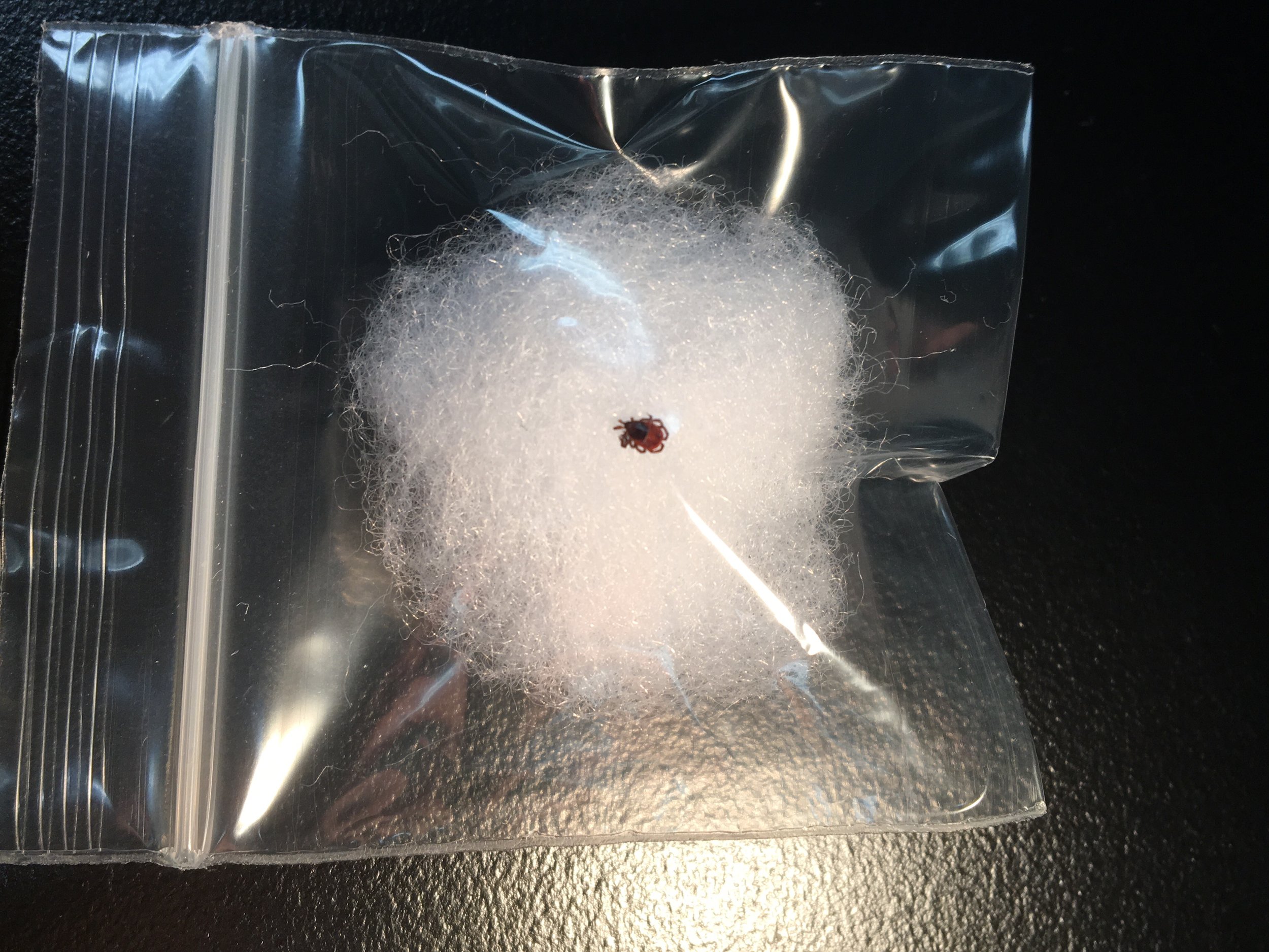 Ticks in PA | Protect Yourself – Learn More Today — PA Lyme Resource ...