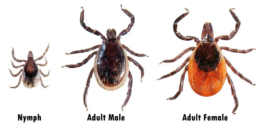 Ticks in PA | Protect Yourself – Learn More Today — PA Lyme Resource ...