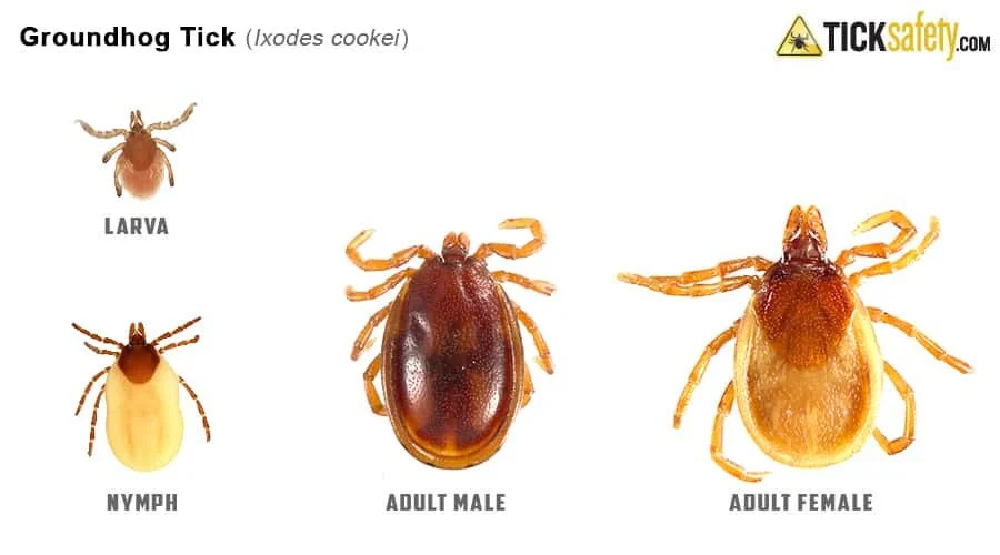 Ticks in PA | Protect Yourself – Learn More Today — PA Lyme Resource ...