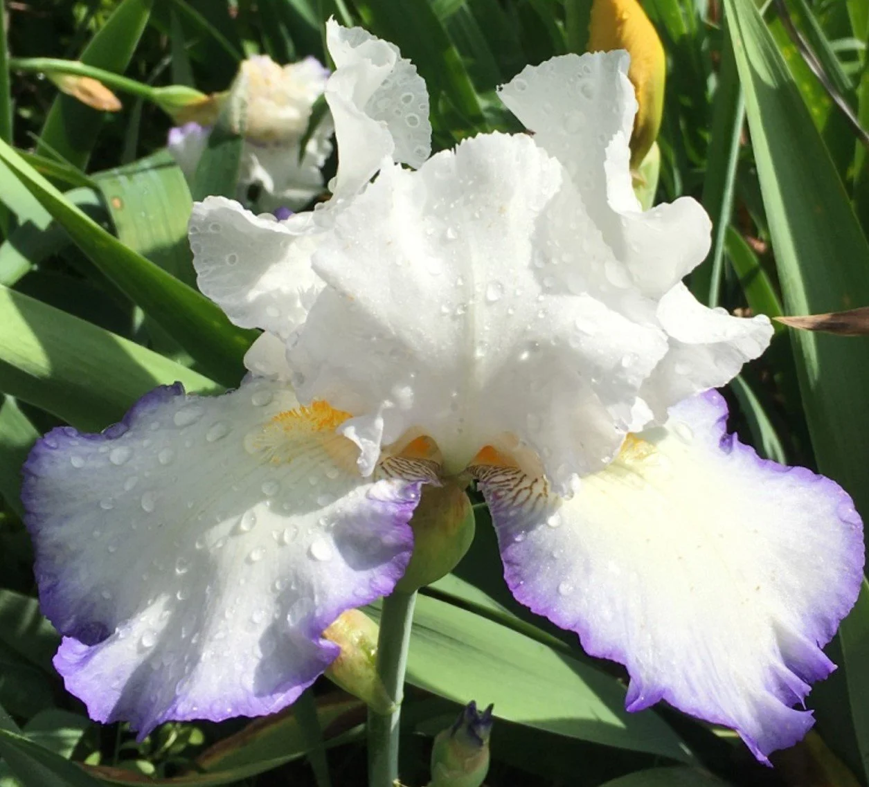 Shop — The Little Fleur Farm