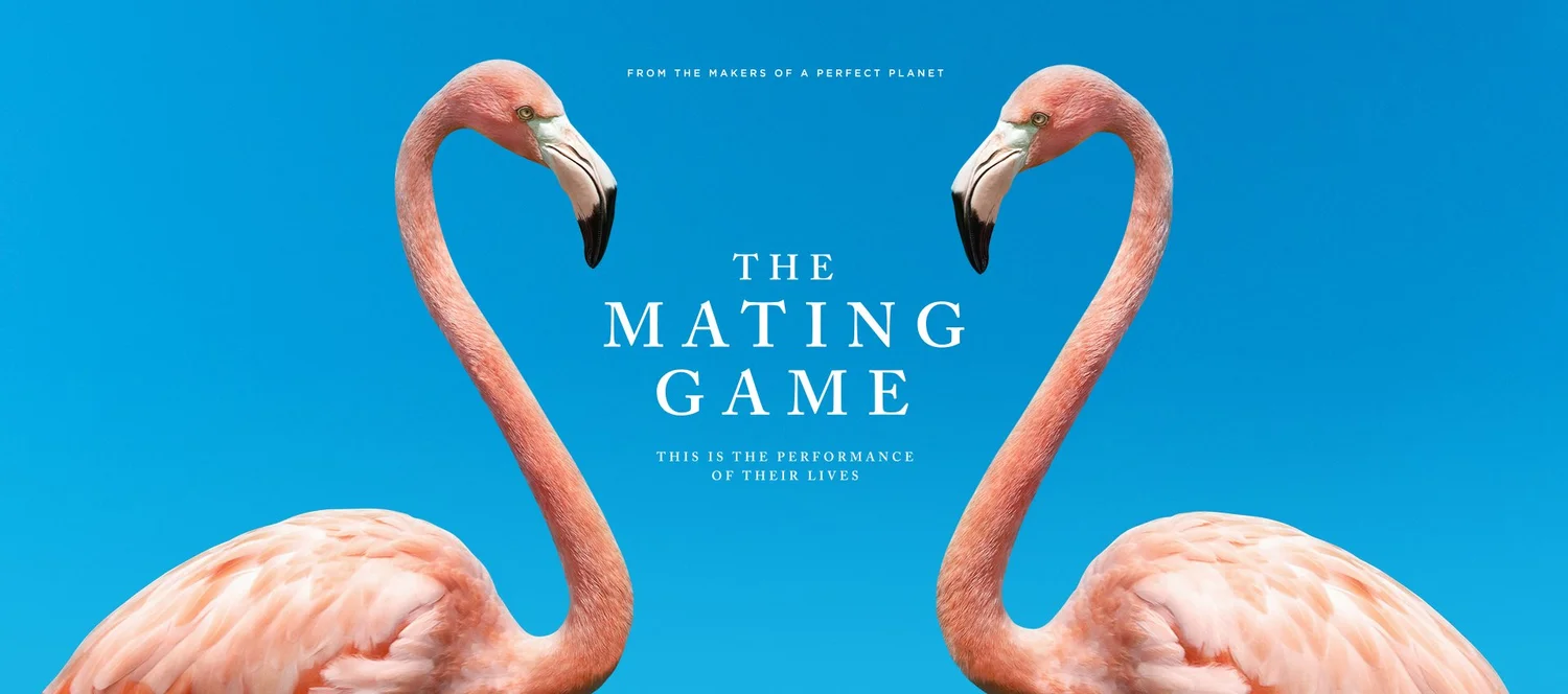 The Mating Game — JEI TOOTLE