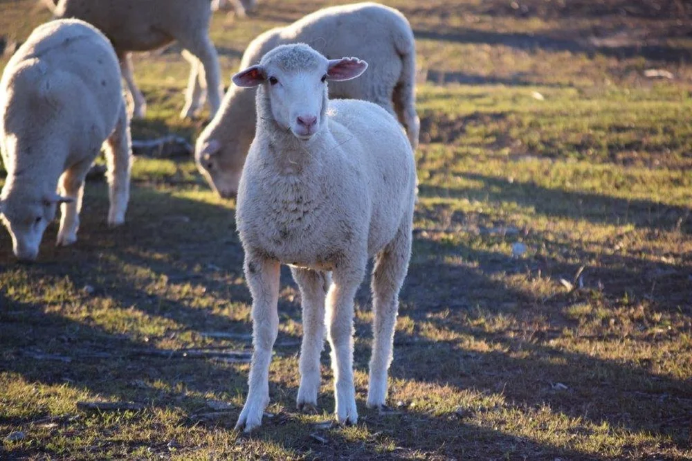 ALB Programs for Producers — American Lamb Board