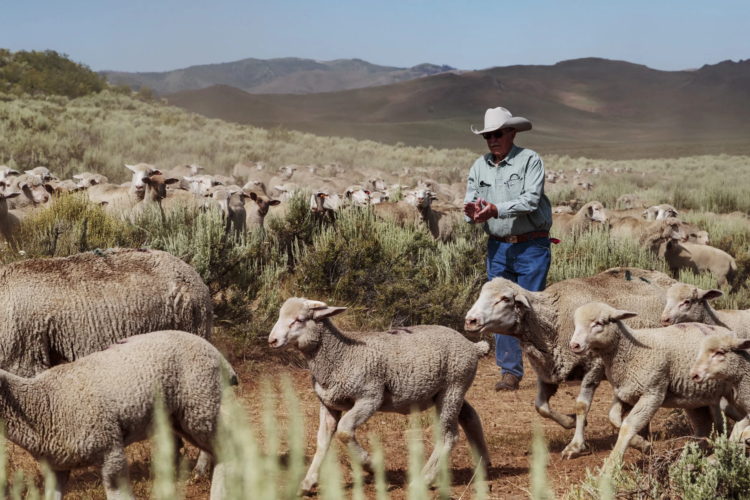 2024 Annual Sheep Industry Market Report Now Available — American Lamb ...