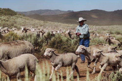 2024 Annual Sheep Industry Market Report Now Available — American Lamb ...