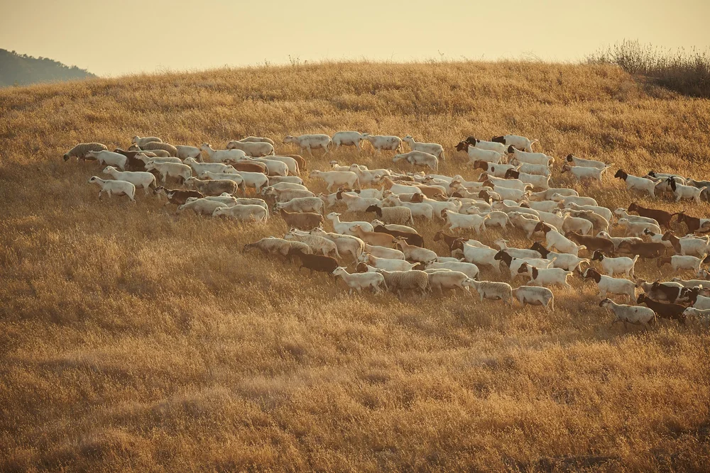 How to Apply for the Board — American Lamb Board