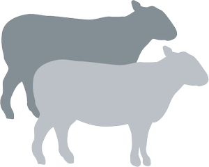 About the American Lamb Checkoff Program — American Lamb Board