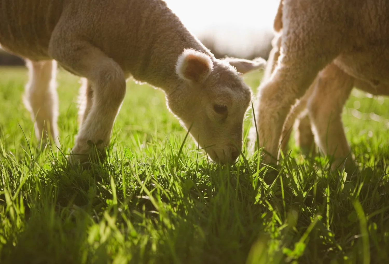 Progressing Sustainability — American Lamb Board