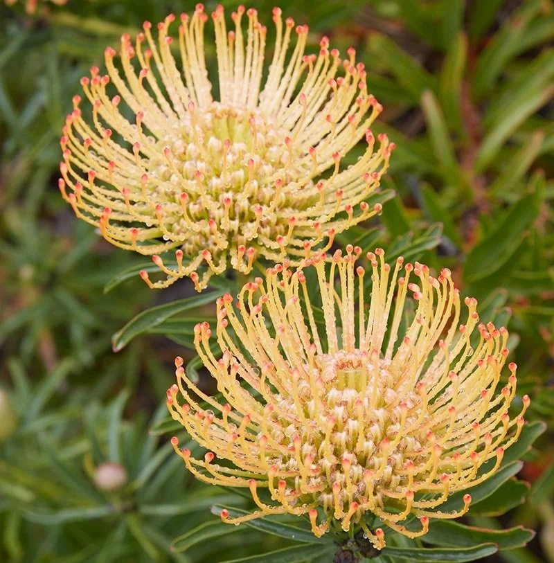 Protea and Leucospermum — Flora Grubb Gardens Plant Nursery