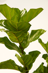 Ficus trees and plants for indoor gardening — Flora Grubb Gardens