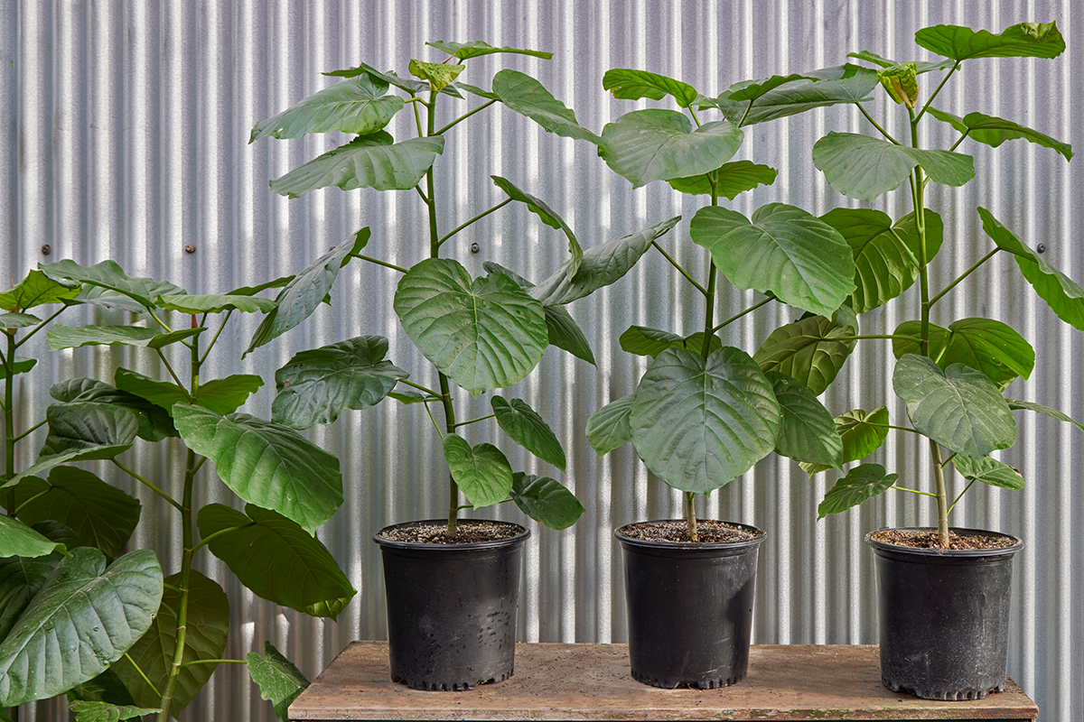 Ficus trees and plants for indoor gardening — Flora Grubb Gardens