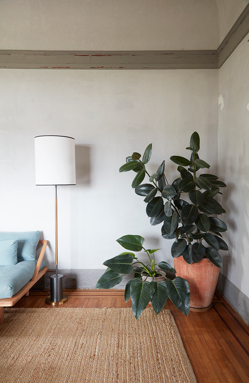 Ficus trees and plants for indoor gardening — Flora Grubb Gardens