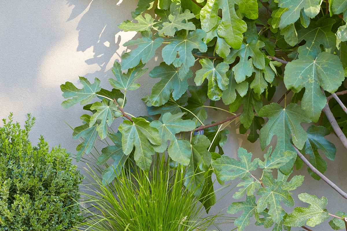 Ficus trees and plants for indoor gardening — Flora Grubb Gardens