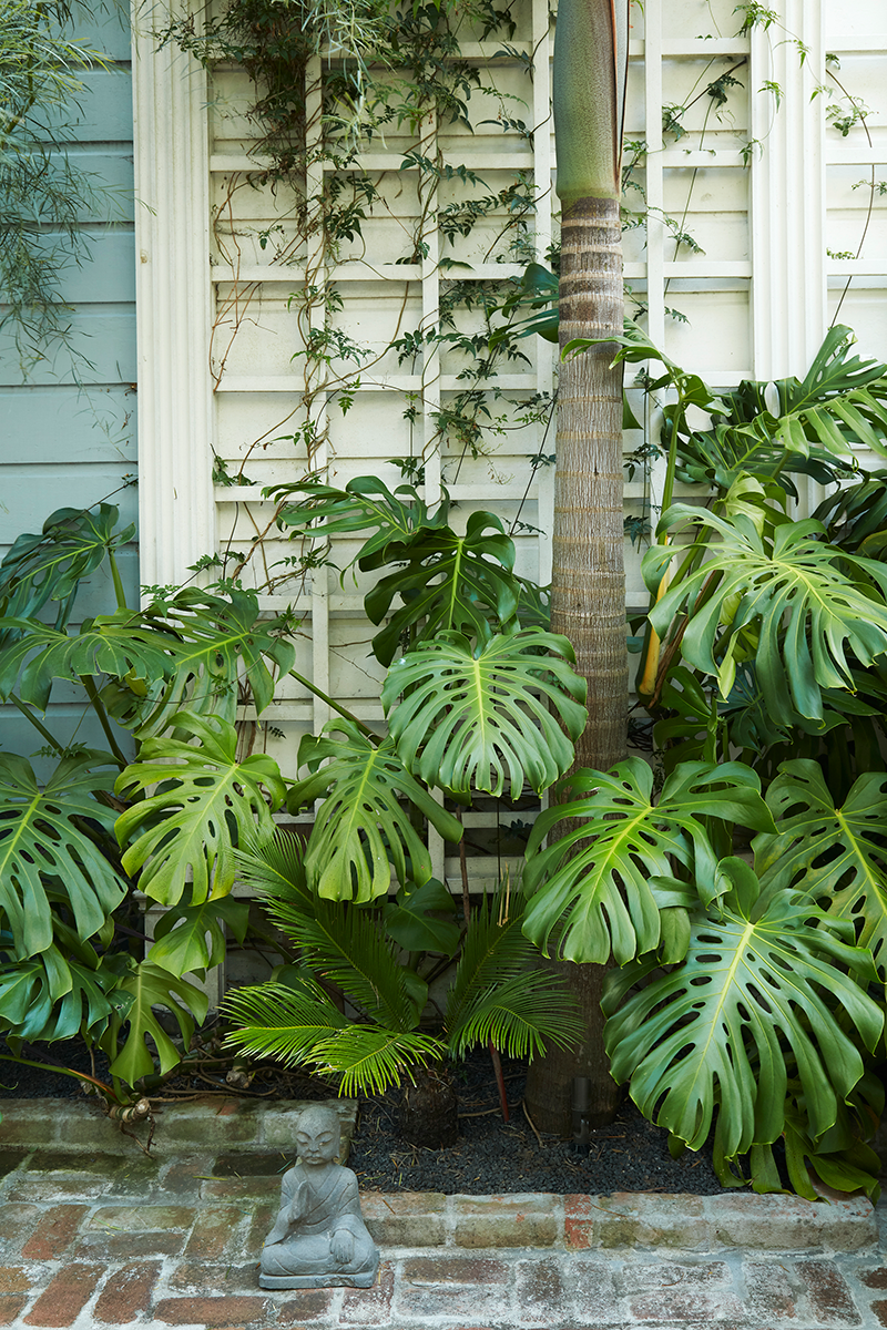 Magnificent Monstera deliciosa: Everything You Need to Know — Flora ...