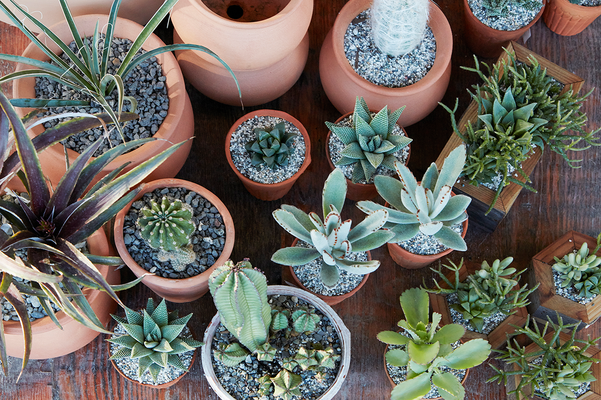 Favorite Houseplants for Direct Sun — Flora Grubb Gardens Plant Nursery