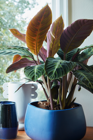 Favorite Houseplants for Moderate (Medium Bright) Light — Flora Grubb ...