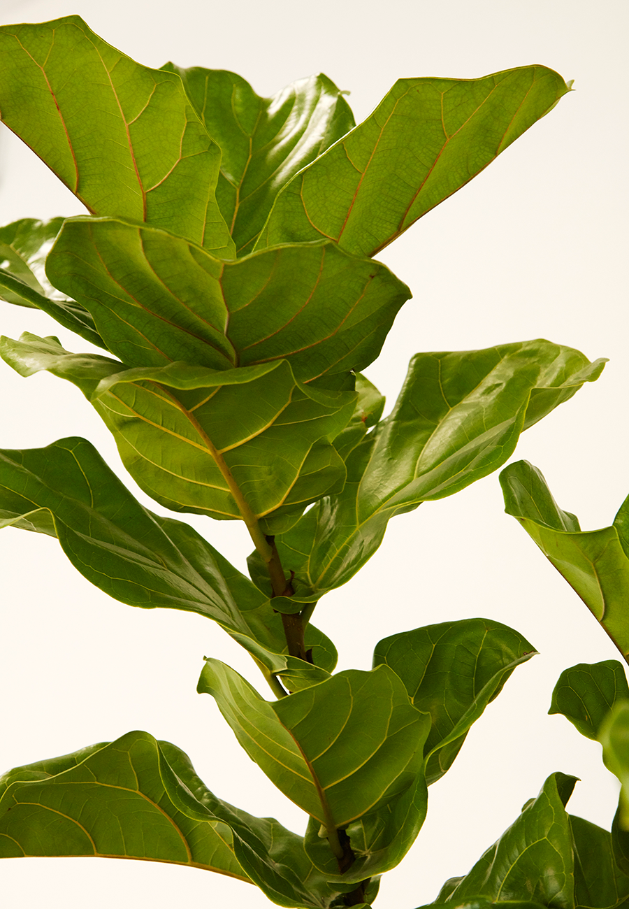 How to Care for Ficus Lyrata (Fiddle Leaf Fig) — Flora Grubb Gardens ...