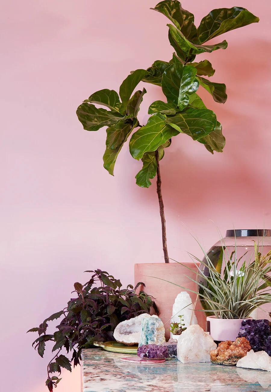 How to Care for Ficus Lyrata (Fiddle Leaf Fig) — Flora Grubb Gardens ...