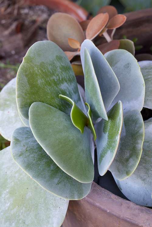 Oakland Artist Terri's Loewenthal's Glorious Oakland Garden — Flora ...