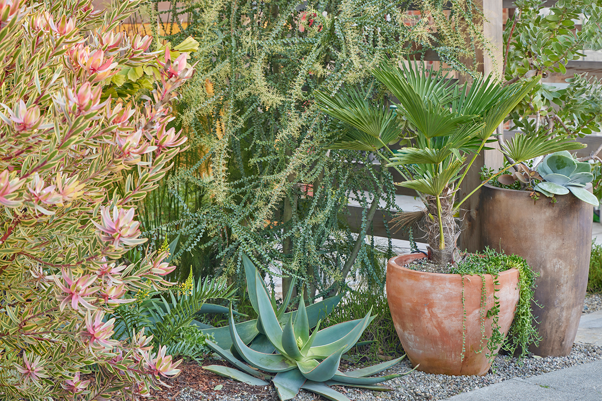 Oakland Artist Terri's Loewenthal's Glorious Oakland Garden — Flora ...