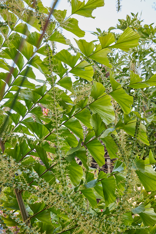 Oakland Artist Terri's Loewenthal's Glorious Oakland Garden — Flora ...