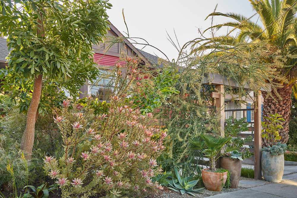 Oakland Artist Terri's Loewenthal's Glorious Oakland Garden — Flora ...