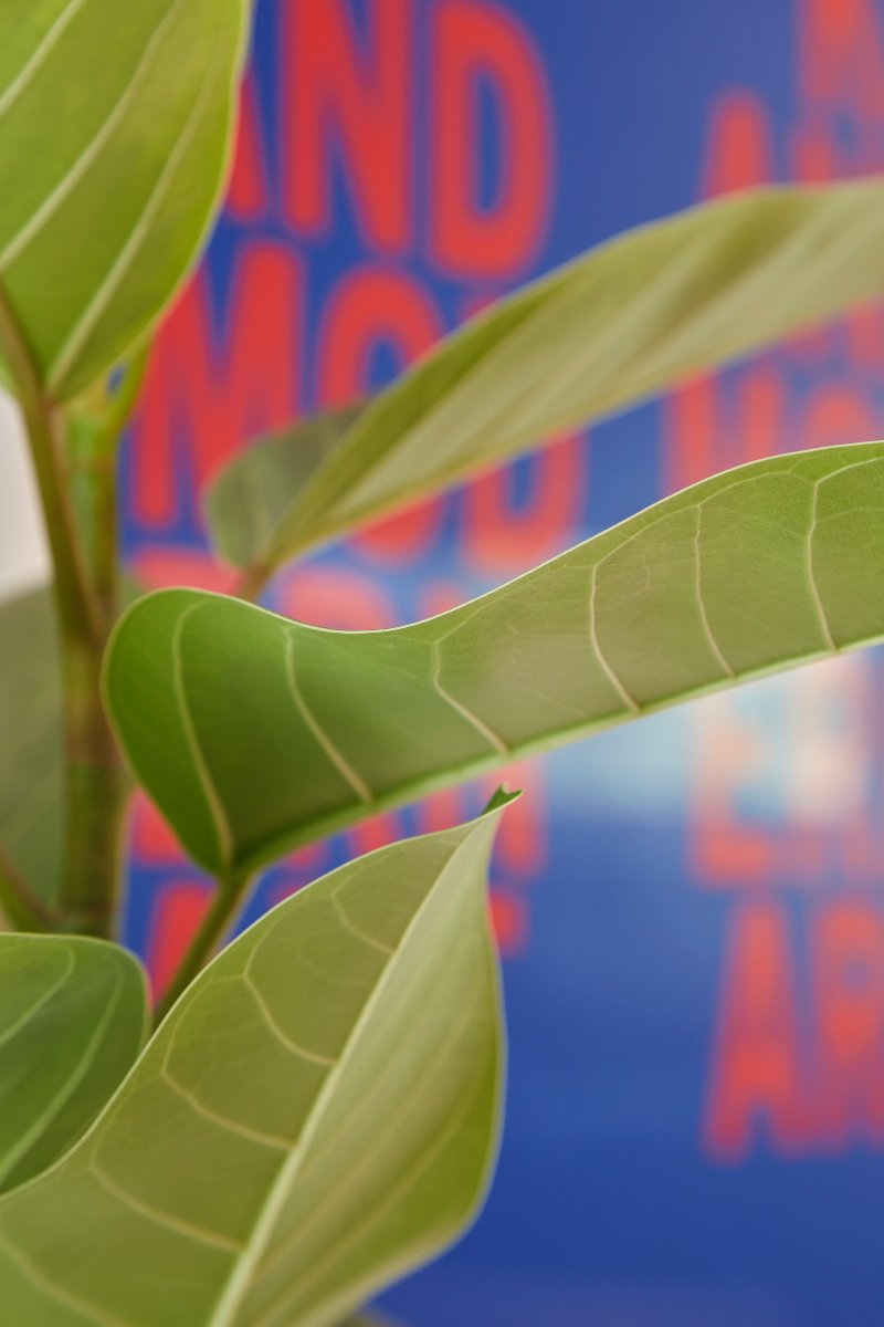 Peek Inside a Super Stylish, Plant-Filled SF Home — Flora Grubb Gardens ...