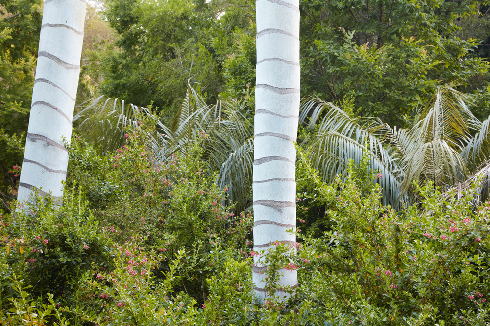 Rare Andean Wax Palm Grows HERE in SF, and Almost Nowhere Else — Flora ...