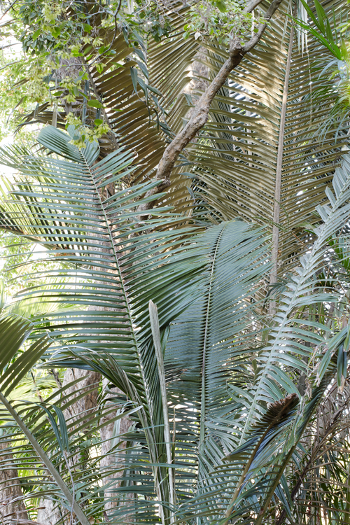 Rare Andean Wax Palm Grows HERE in SF, and Almost Nowhere Else — Flora ...