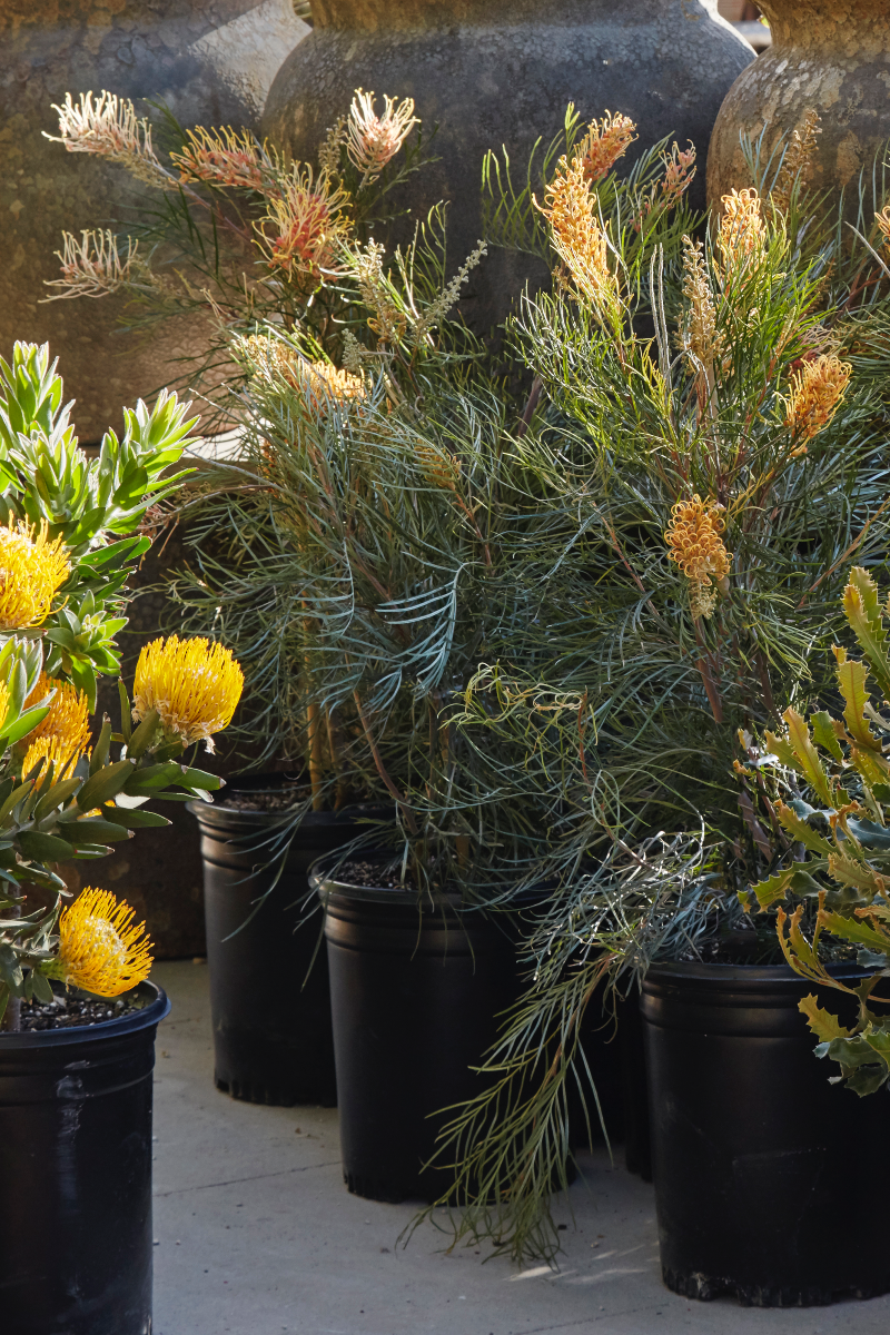 Bright, Beautiful Autumn Blooms: Grevilleas for Your Garden — Flora ...