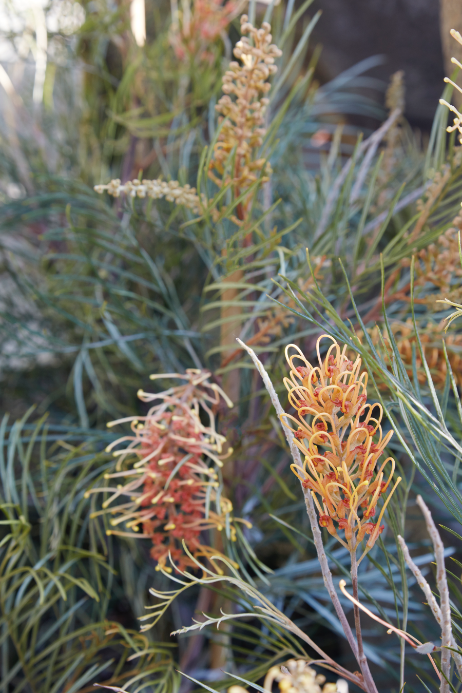 Bright, Beautiful Autumn Blooms: Grevilleas for Your Garden — Flora ...