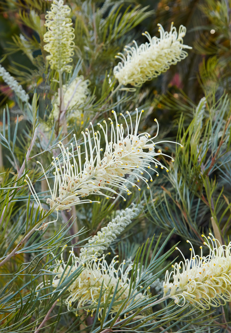 Bright, Beautiful Autumn Blooms: Grevilleas for Your Garden — Flora ...