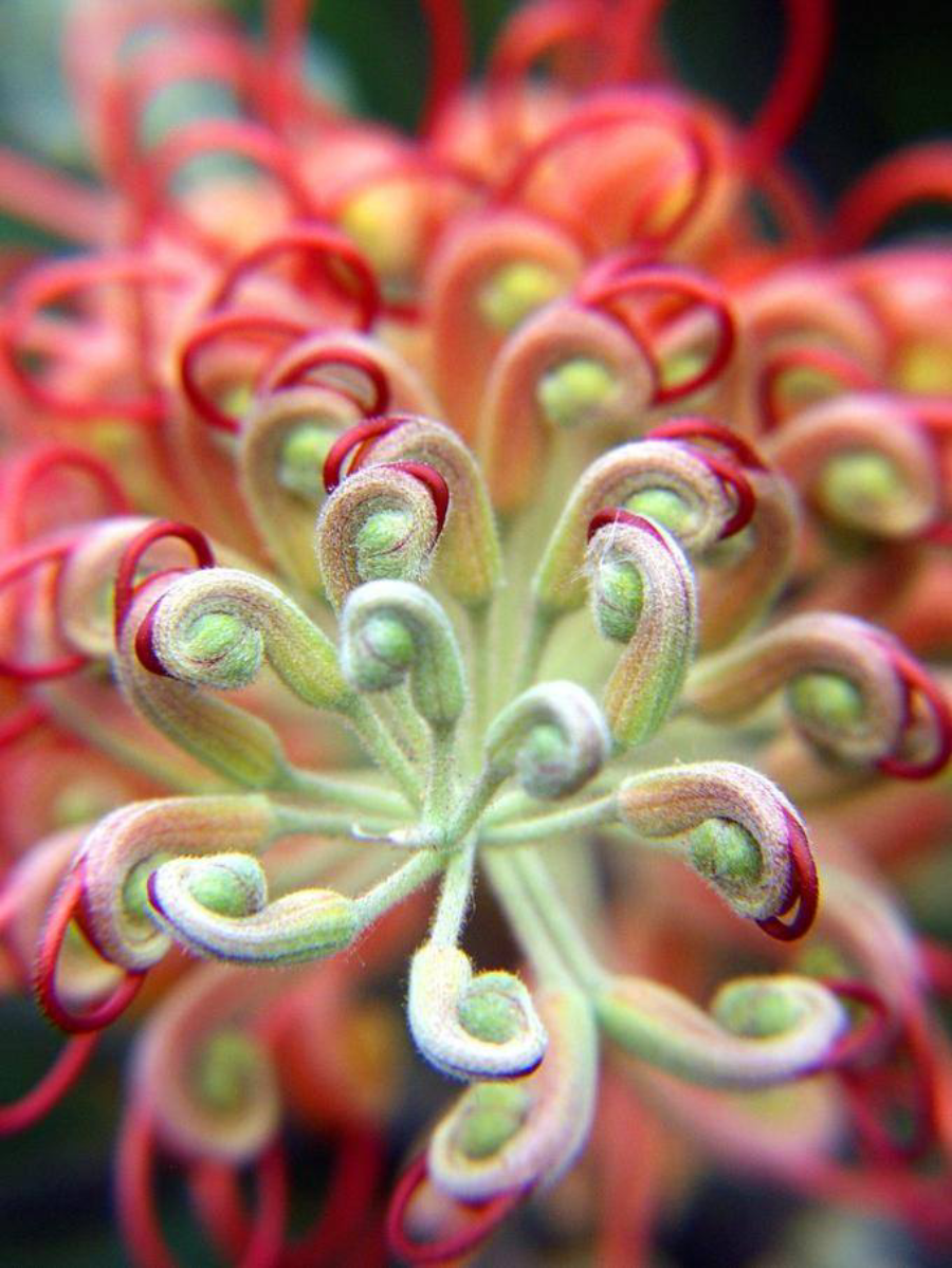 Bright, Beautiful Autumn Blooms: Grevilleas for Your Garden — Flora ...