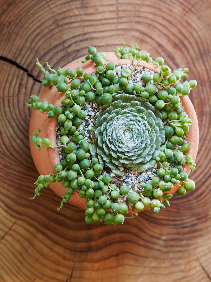 Trailing Succulents for Hanging Baskets — Flora Grubb Gardens Plant Nursery