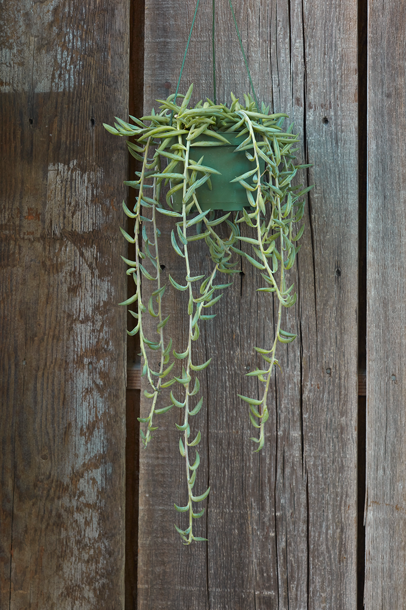 Trailing Succulents for Hanging Baskets — Flora Grubb Gardens Plant Nursery