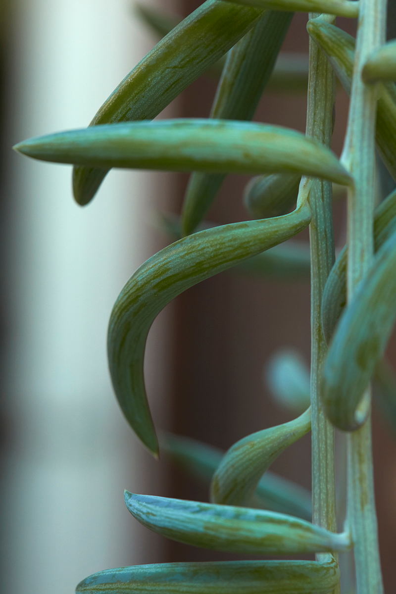 Trailing Succulents for Hanging Baskets — Flora Grubb Gardens Plant Nursery