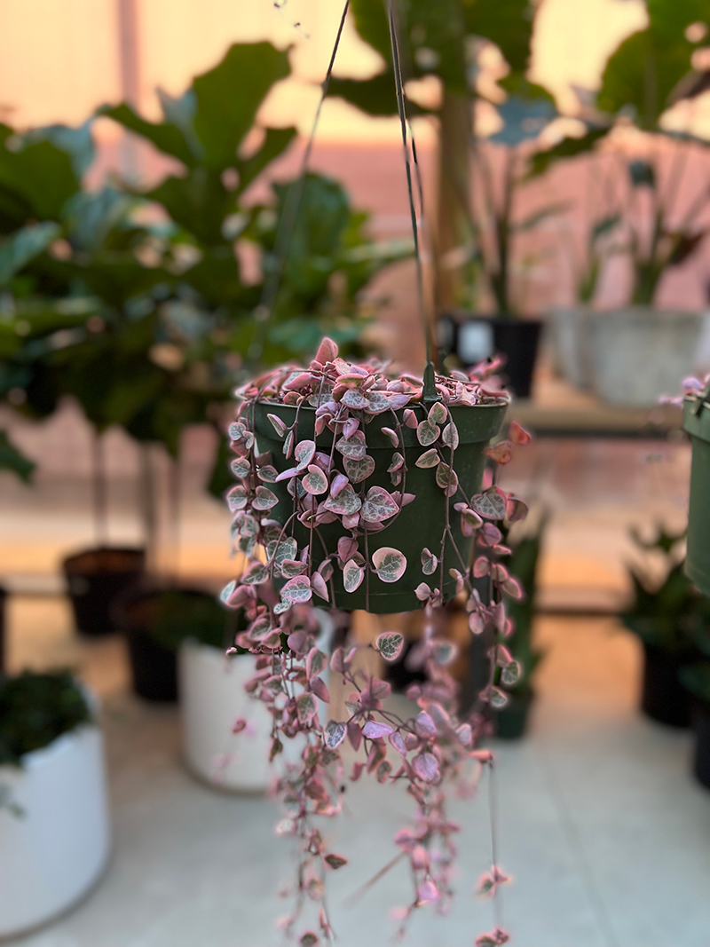 Trailing Succulents for Hanging Baskets — Flora Grubb Gardens Plant Nursery