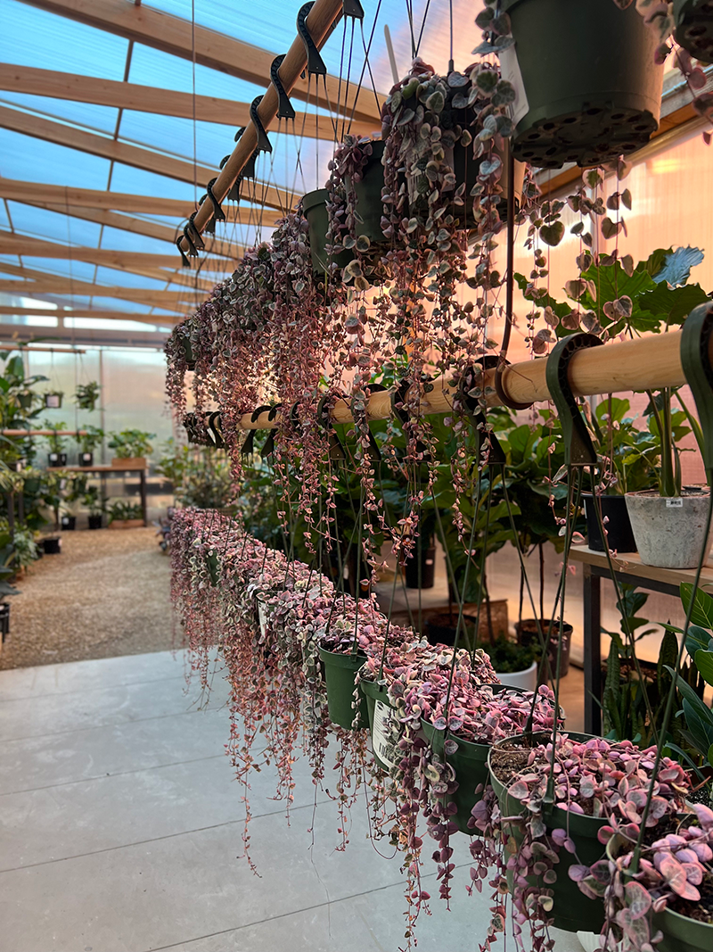 Trailing Succulents for Hanging Baskets — Flora Grubb Gardens Plant Nursery