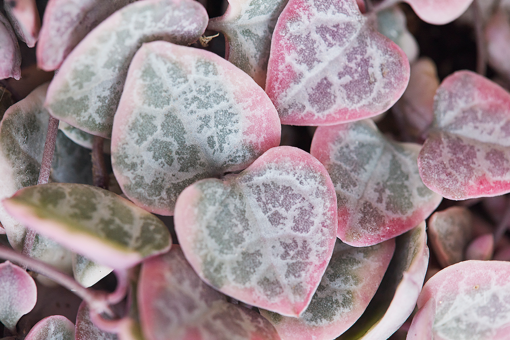Trailing Succulents for Hanging Baskets — Flora Grubb Gardens Plant Nursery