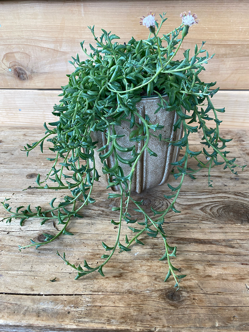 Trailing Succulents for Hanging Baskets — Flora Grubb Gardens Plant Nursery