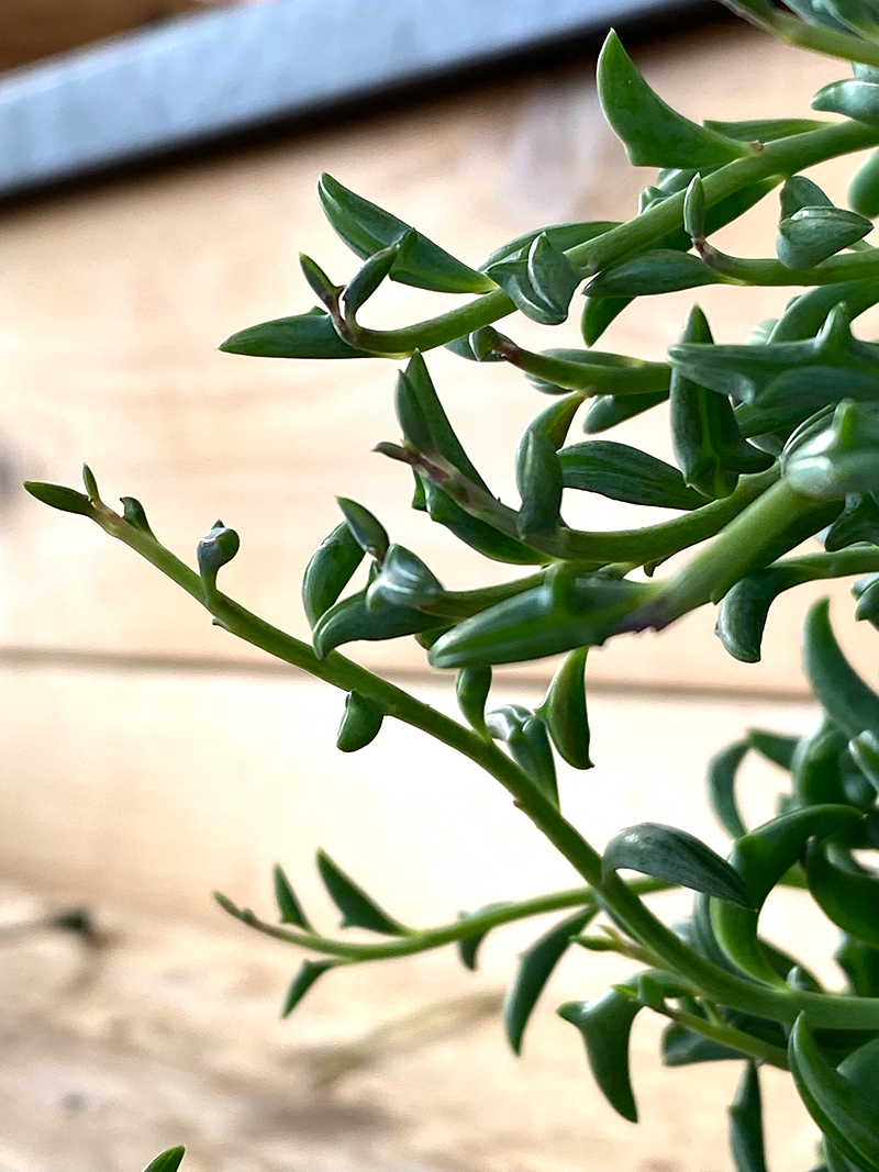 Trailing Succulents for Hanging Baskets — Flora Grubb Gardens Plant Nursery