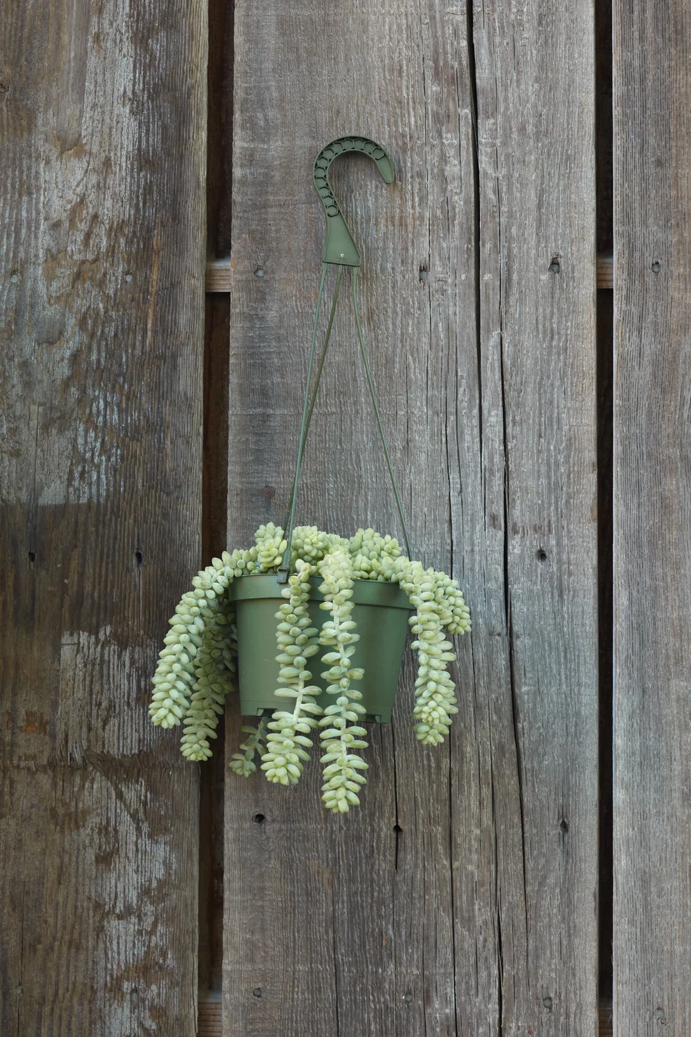 Trailing Succulents for Hanging Baskets — Flora Grubb Gardens Plant Nursery