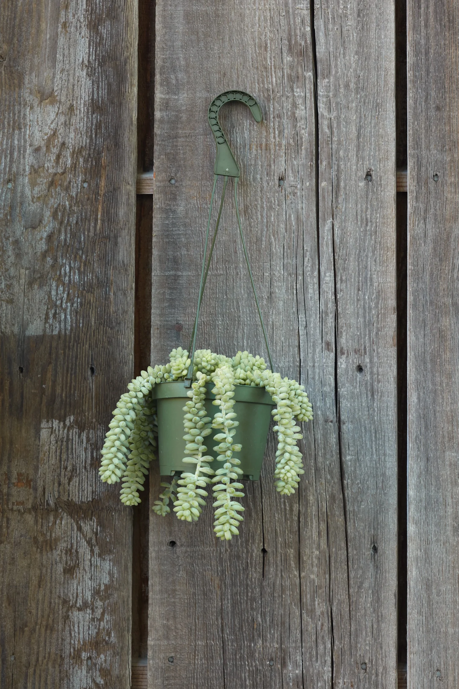 Trailing Succulents for Hanging Baskets — Flora Grubb Gardens Plant Nursery
