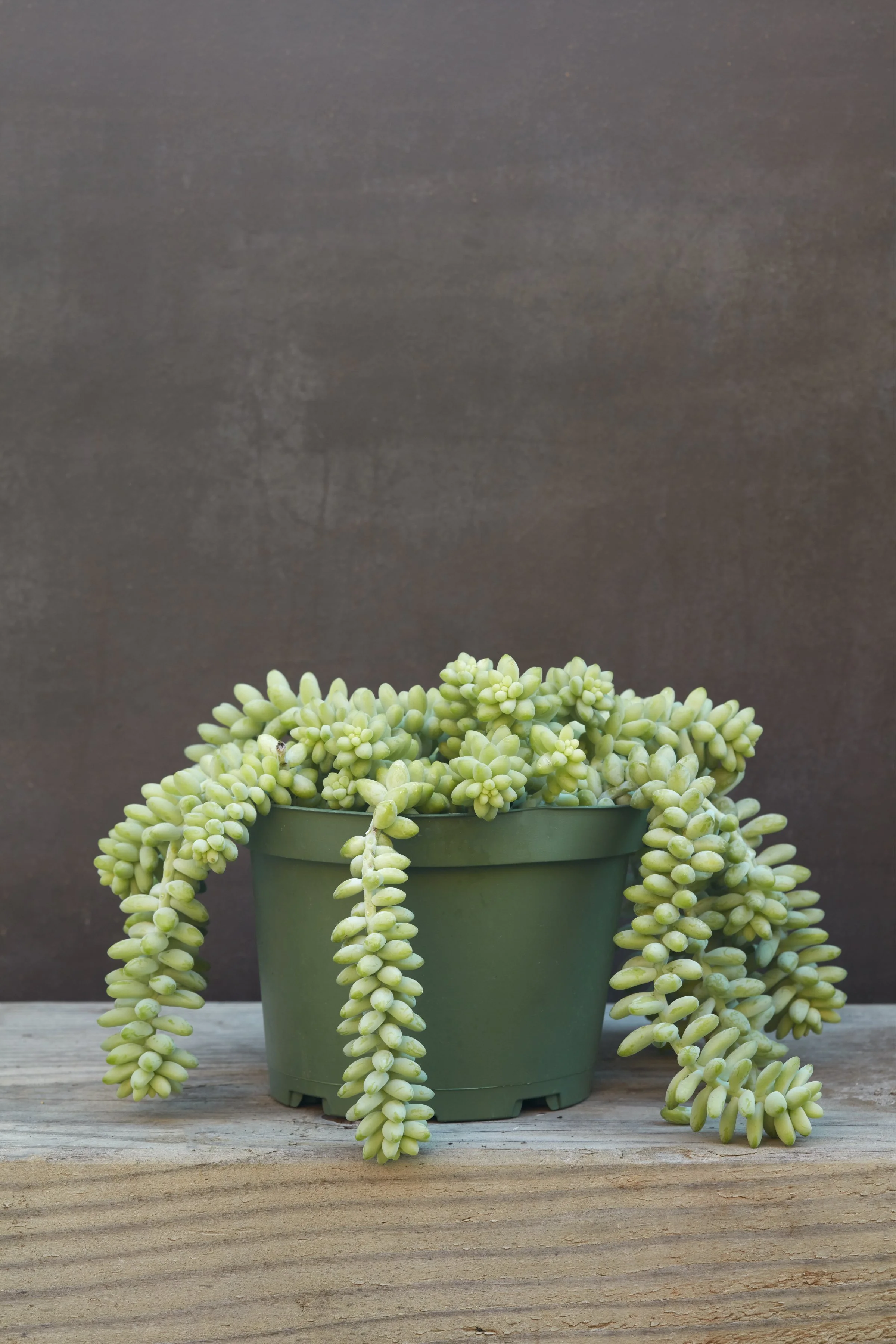 Trailing Succulents for Hanging Baskets — Flora Grubb Gardens Plant Nursery