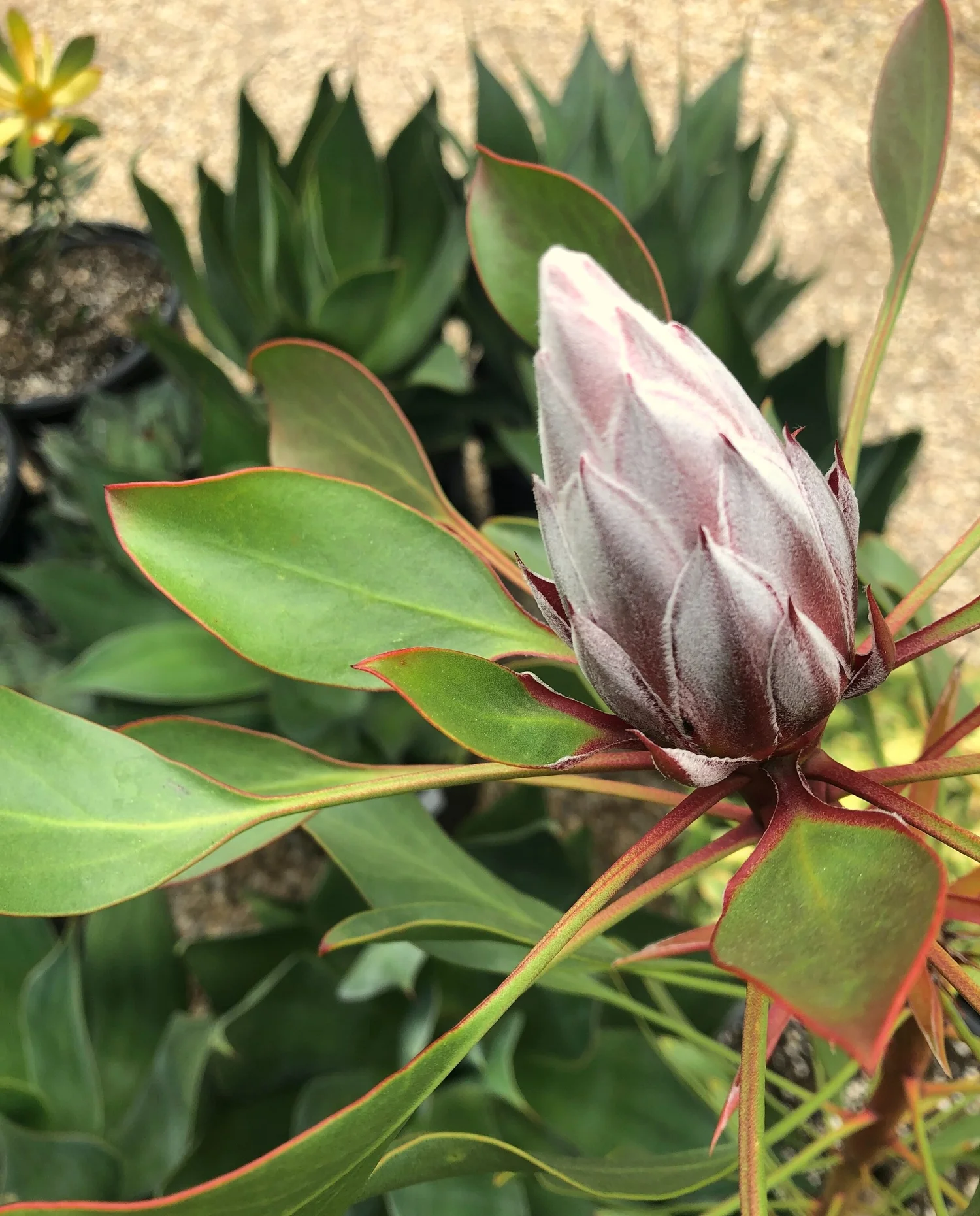 The Beautiful and Varied Blooms of the Protea Family — Flora Grubb ...