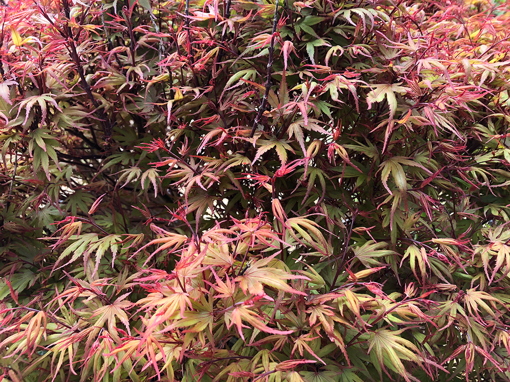 Japanese maple trees at Flora Grubb Gardens nursery in San Francisco ...